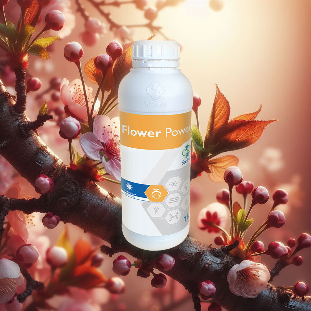 FLOWER POWER | Hoya Organicum