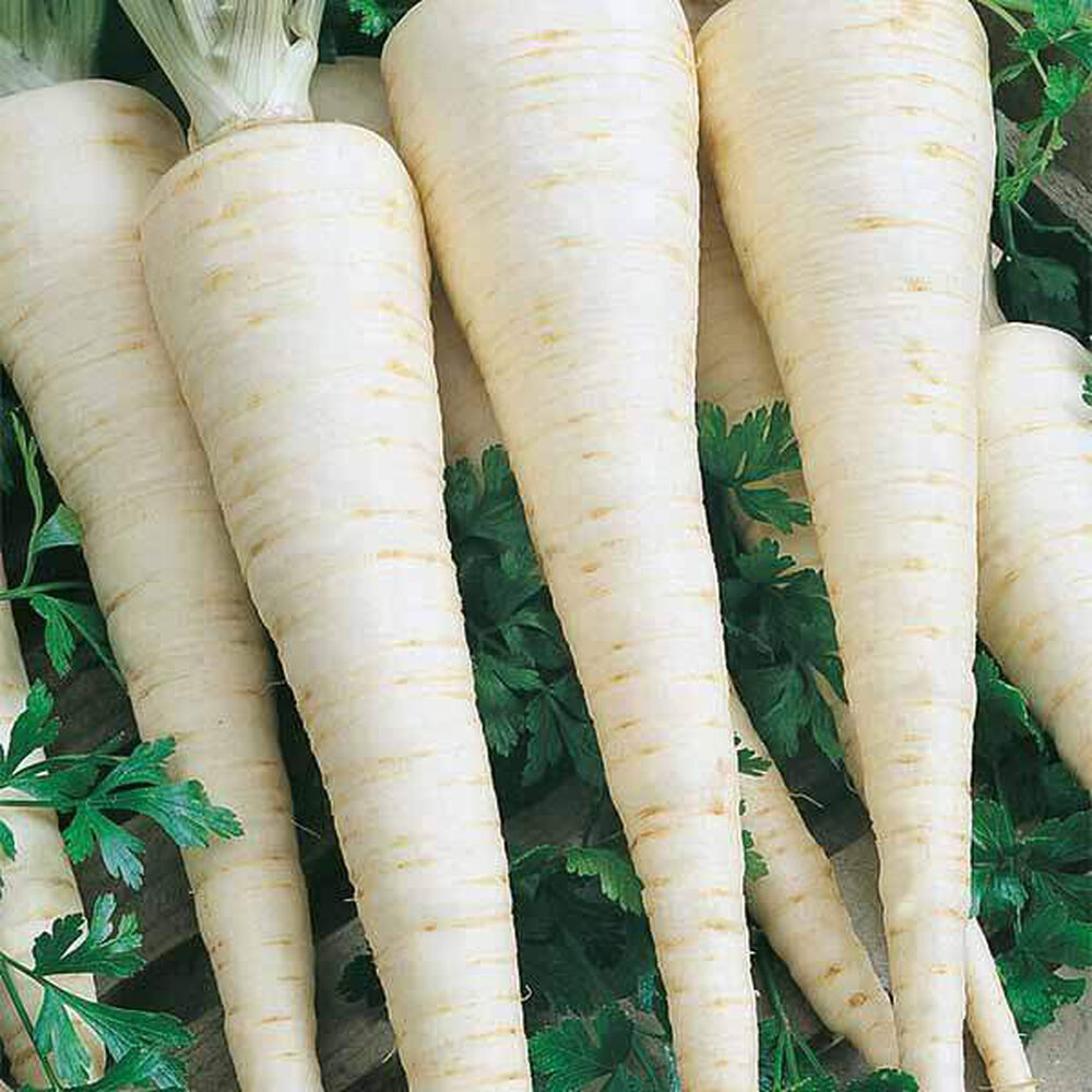 Berlinski poludugi | Hoya Organicum